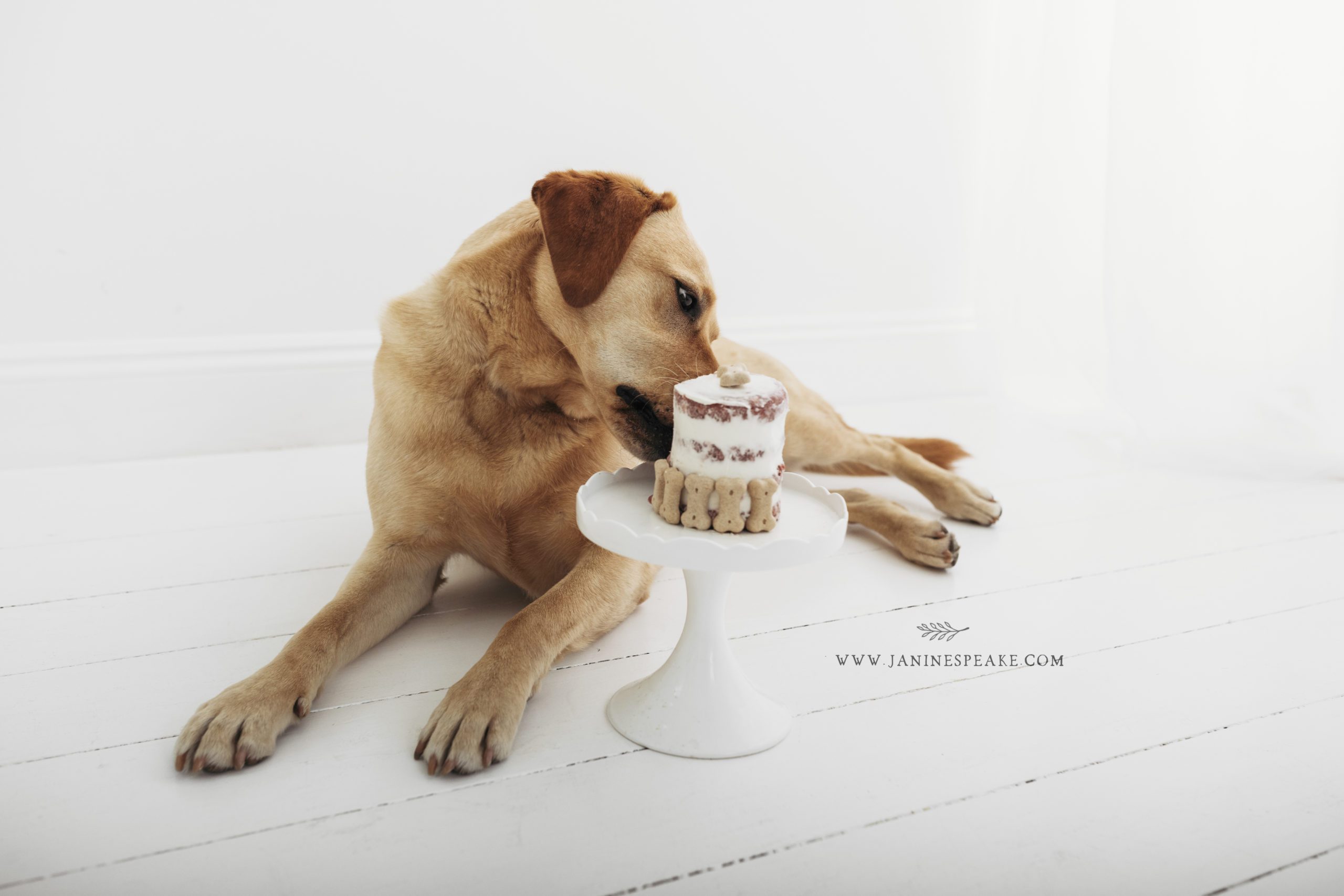 Dog Cake Smash Photography | Oswestry Shropshire Photographer