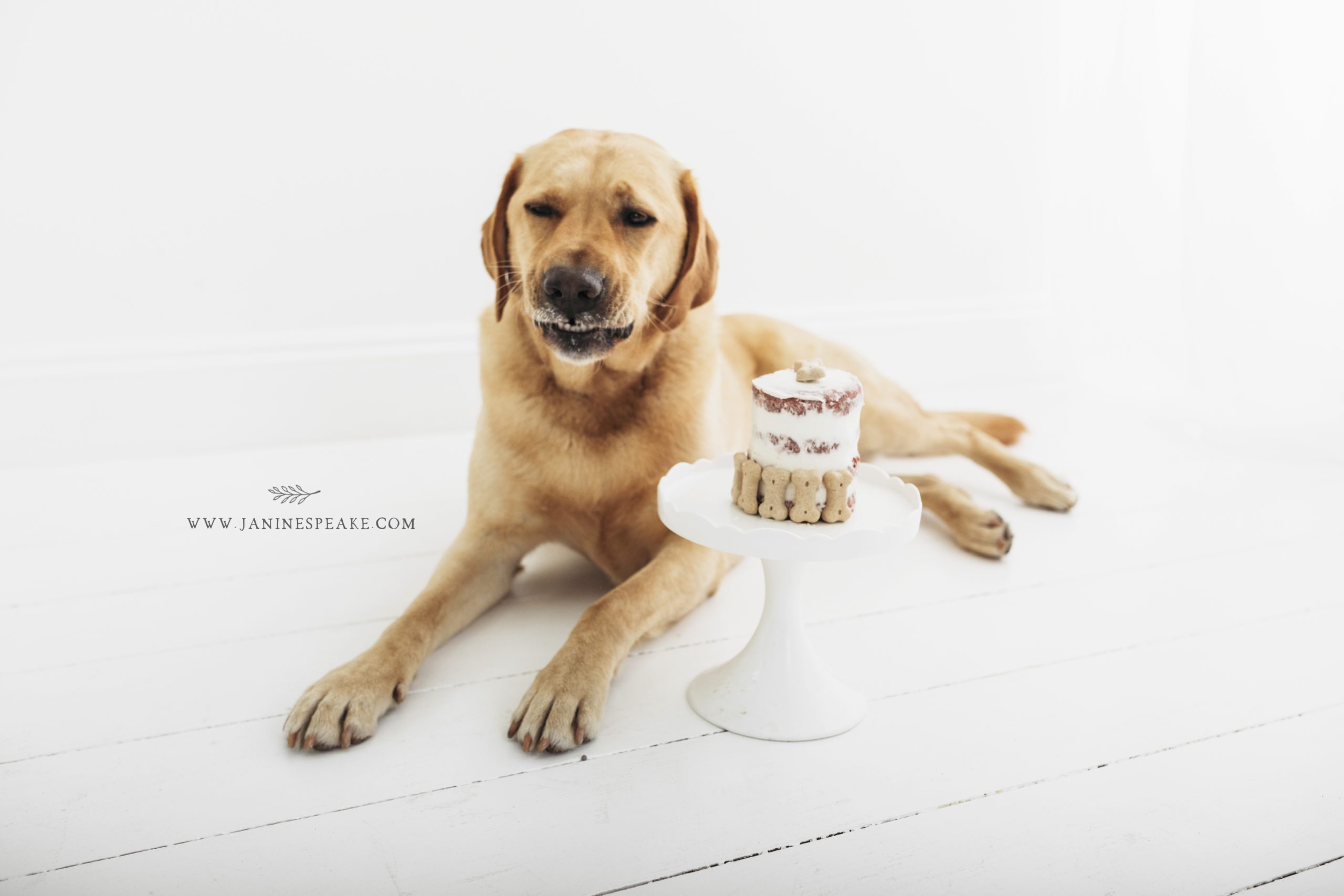 Dog Cake Smash Photography | Oswestry Shropshire Photographer